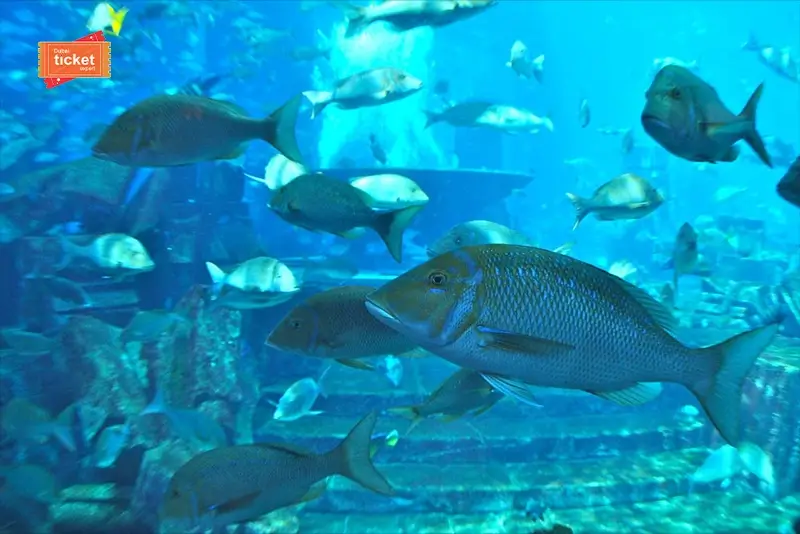 Lost Chambers Aquarium Tickets, Dubai | Experience Marine Life